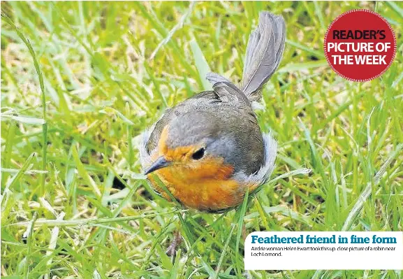 Feathered friend in fine form - PressReader