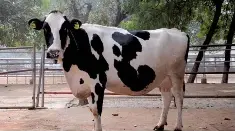 Meet Karan Fries, India’s newest registered dairy cow breed - PressReader