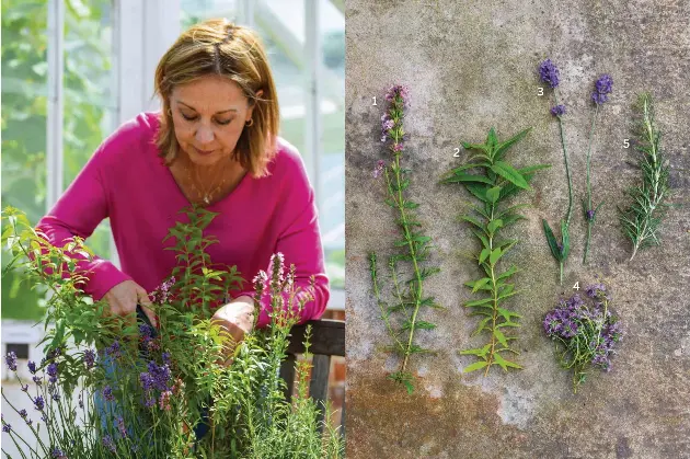 GRACE AND FLAVOUR - PressReader