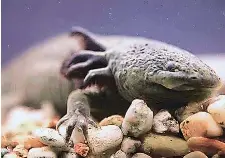 In Mexico, ecologists going all out to save iconic ‘water monster’ - PressReader