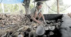 IN LUZON, DRY SPELL BRINGS HARDSHIP TO COCO FARMERS - PressReader