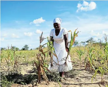 Zimbabwe goes hungry as crops wither amid drought - PressReader