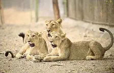 Lion count grows by 32% in 5 years, expands beyond protected areas - PressReader