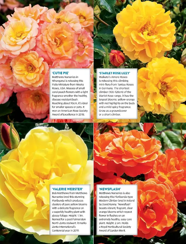 Cutie Garden Starlet Купить сифоны для ванны