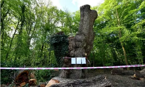Spurs contractor­s judged felled Enfield oak to be ‘fine specimen ...