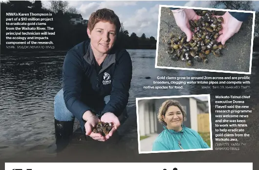‘Now or never’ in war on invading clams - PressReader
