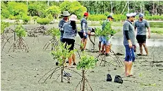 UN lauds Sri Lanka’s mangrove forestatio­n as example to the world - PressReader