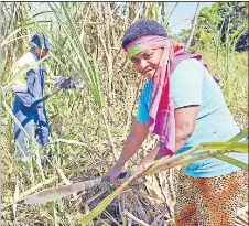The ageing farmers population - PressReader