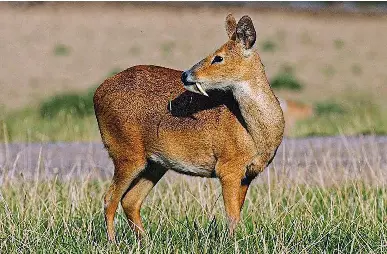 MUNTJAC DE REEVES - PressReader