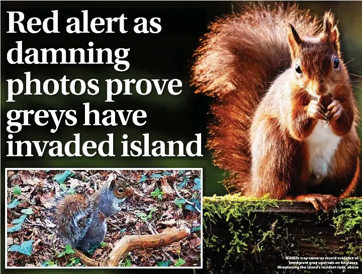 Red alert as damning photos prove greys have invaded island - PressReader