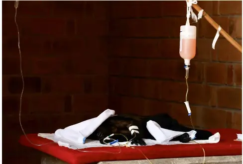 Monkeys falling from trees and baking barnacles: how heat is driving ...