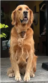 2024 edition of Winery Dogs calendar has been uncorked - PressReader