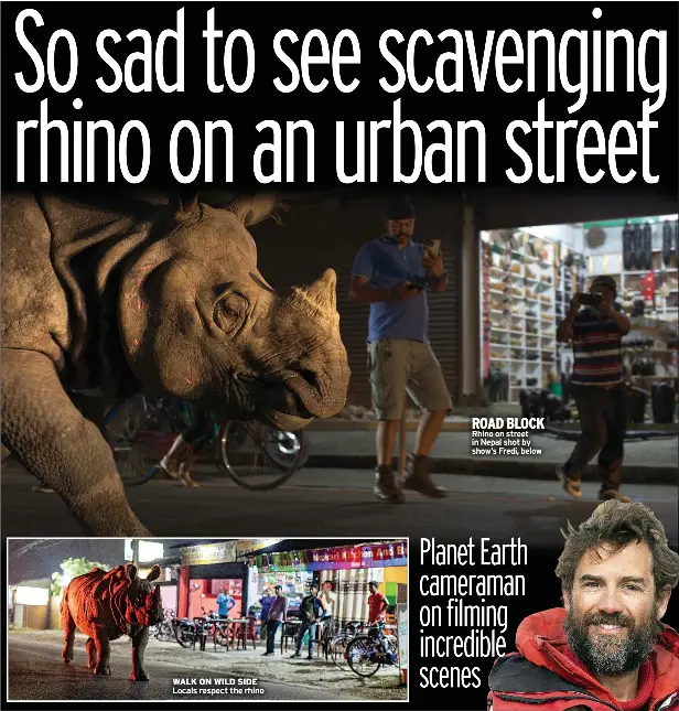 So sad to see scavenging rhino on an urban street - PressReader