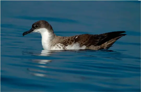 Basic Principles - PressReader