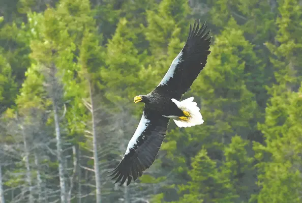 RARE STELLER’S SEA EAGLE TAKES UP RESIDENCE IN CONCEPTION BAY - PressReader