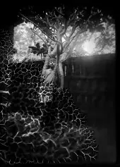 PHOTOGRAPH­Y AND THE RETURN OF ANALOGUE - PressReader