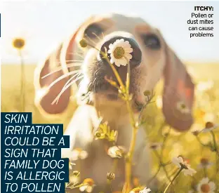 Has our pooch got hay fever? - PressReader