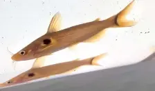 Plans afoot to revive ‘manjakoori’ population in Sasthamcot­ta Lake ...