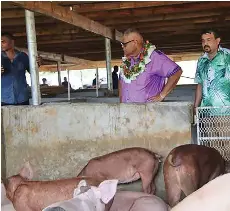 Piggery Farm Boosts Food Production - PressReader