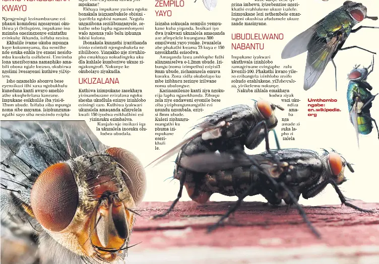 Impukane - PressReader