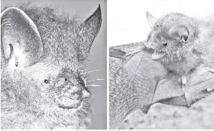 Six new tube-nosed bat species discovered in PHL - PressReader