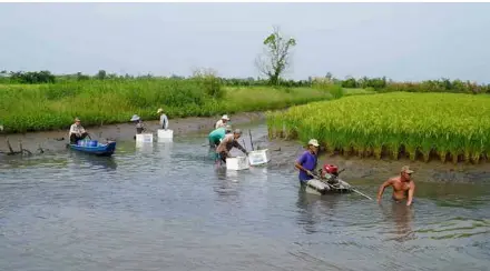 Kiên Giang's climate-change adaptation brings healthier profits for shrimp, rice farms - PressReader