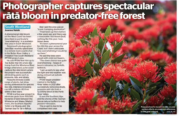 Photograph­er captures spectacula­r rātā bloom in predator-free forest - PressReader