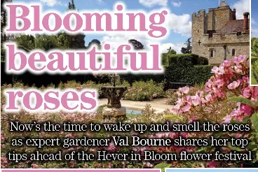Blooming beautiful roses - PressReader