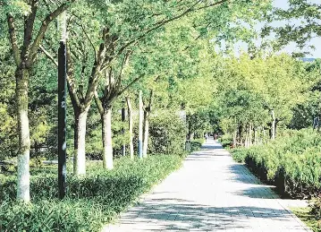 Make a positive impact by planting a tree - PressReader