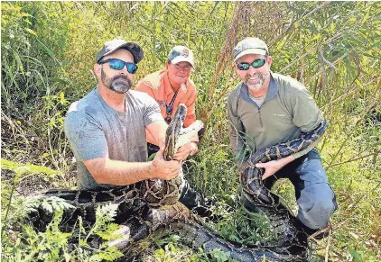 BURMESE PYTHONS SPREADING NORTH - PressReader