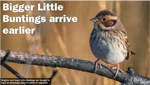 Bigger Little Buntings arrive earlier - PressReader