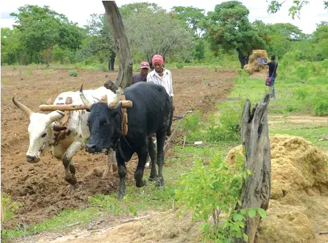 Famílias da comunidade San aumentam áreas de cultivo - PressReader