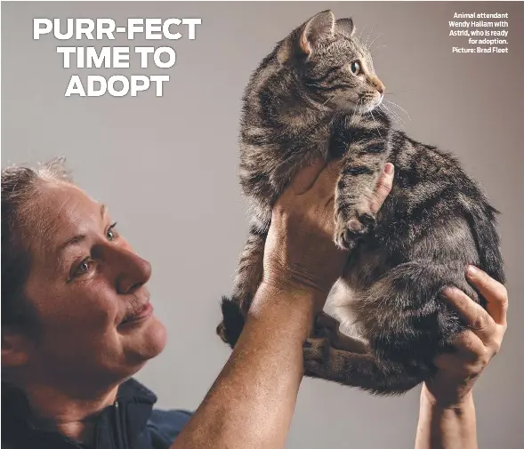 PURR-FECT TIME TO ADOPT - PressReader