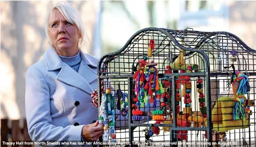 Gran’s despair as pet parrot escapes cage - PressReader