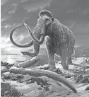 Study sheds light on end of woolly mammoths - PressReader