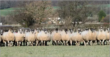 Scotch Mule – queen of breeding sheep - PressReader