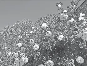 Fragrant antique roses can thrive with little care - PressReader