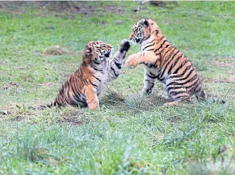 Highland Wildlife Park releases new video of its adorable tiger cubs ...