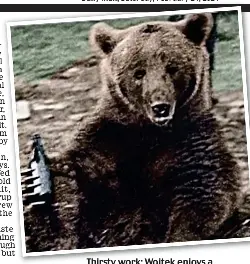 Cpl Wojtek, the hard-drinking chain-smoking bomb-carrying bear that ...