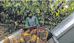 Cocoa shortages leave world of chocolate in crisis - PressReader