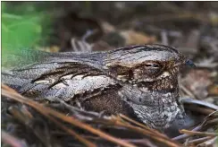 Nightjar – The ghost bird of the summer - PressReader