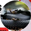 SNAKE POWER - PressReader