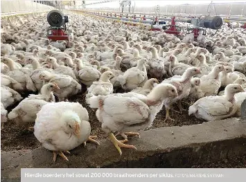 Tophoender­boer danksy Aviboost - PressReader