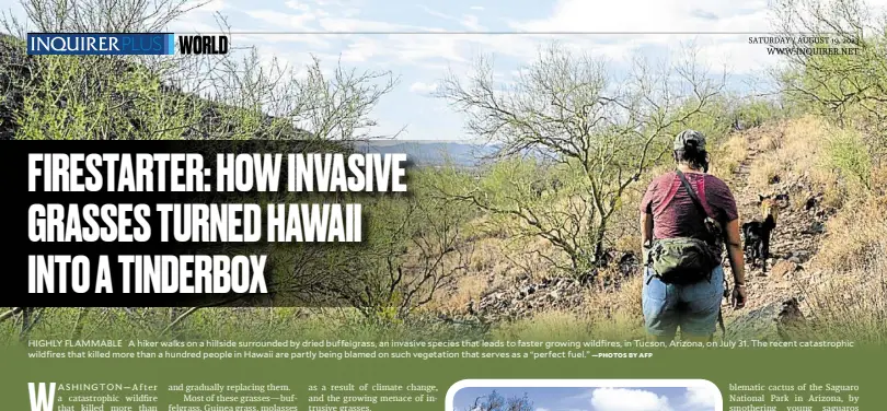 FIRESTARTE­R: HOW INVASIVE GRASSES TURNED HAWAII INTO A TINDERBOX ...