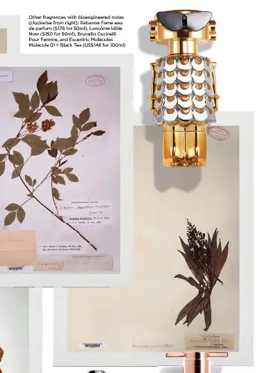 SCENT from EXTINCTION - PressReader