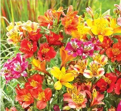 ‘Zim has huge export potential in floricultu­re’ - PressReader