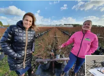 Meer bosbessen dankzij vleermuize­n en camera’s - PressReader