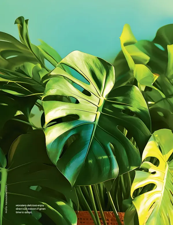 HOUSEPLANT­S FOR BRIGHT LIGHT - PressReader