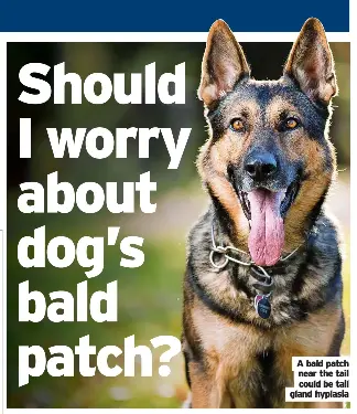 Should I worry about dog’s bald patch? - PressReader