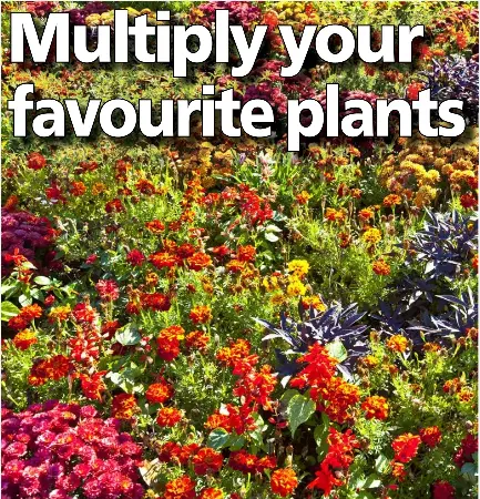 Multiply your favourite plants - PressReader